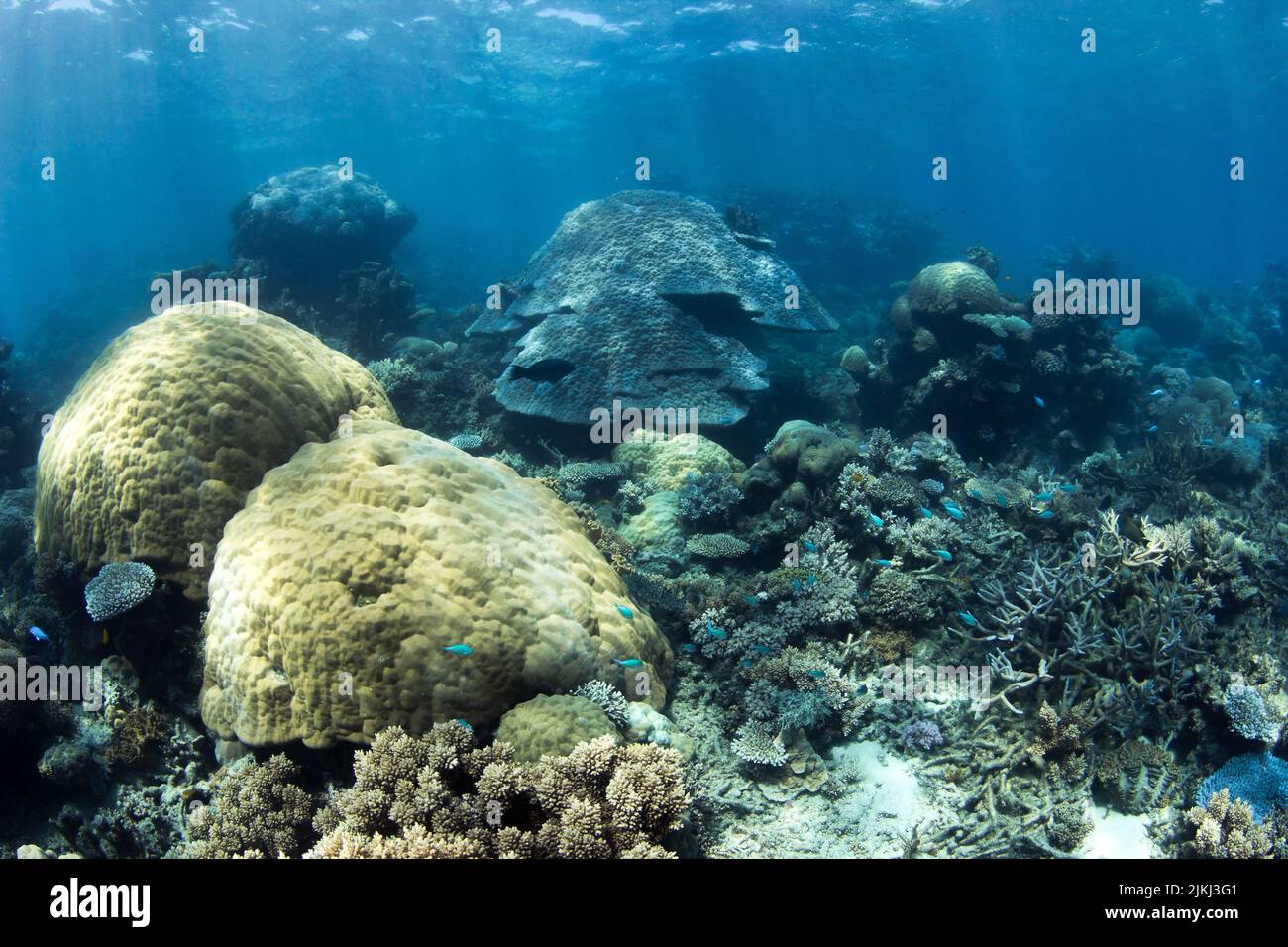 Beautiful and colorful coral reef photos taken under water at the Great ...
