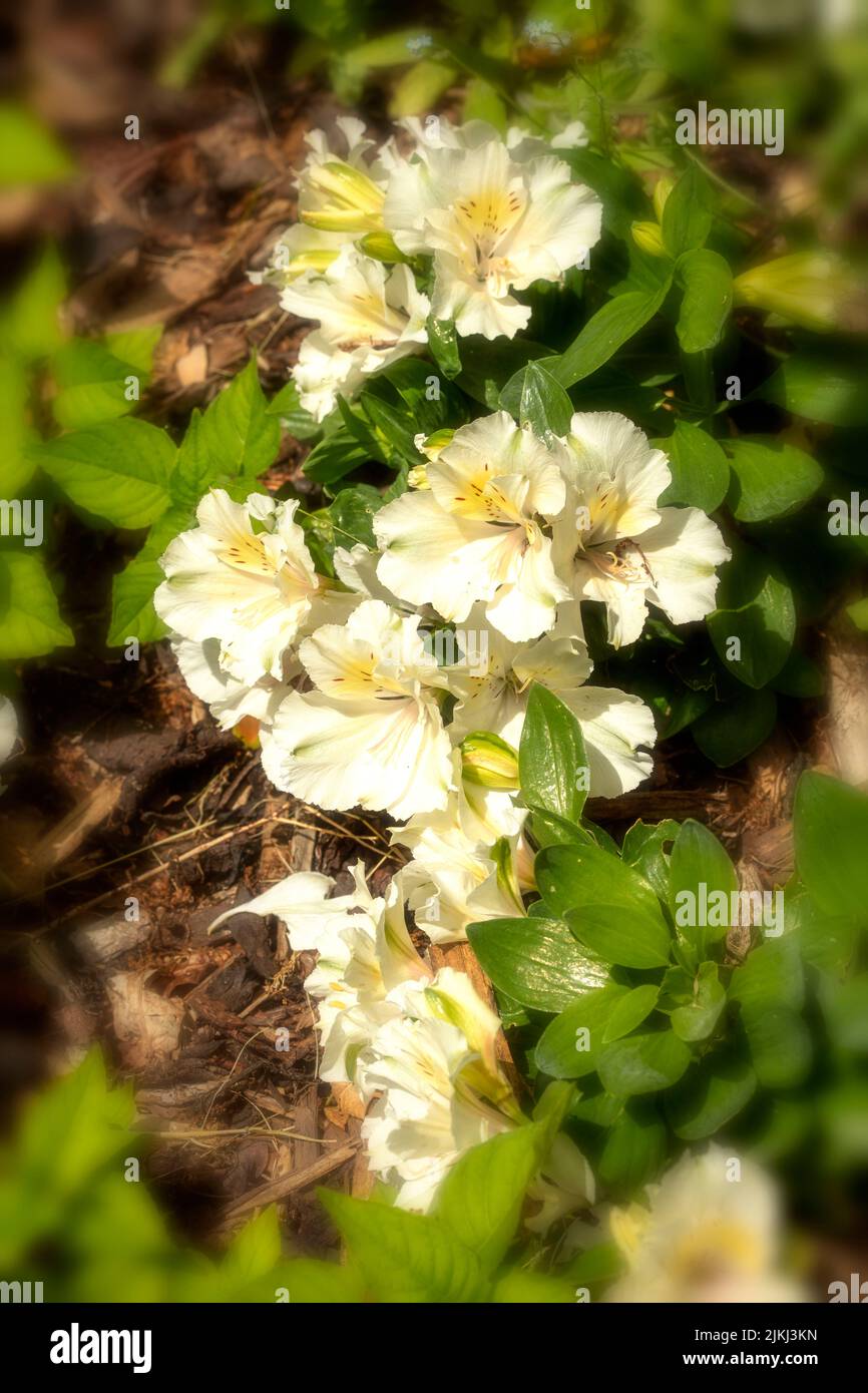 Prolific Alstroemeria Princess Claire (‘Zapriclair), Peruvian lily ...