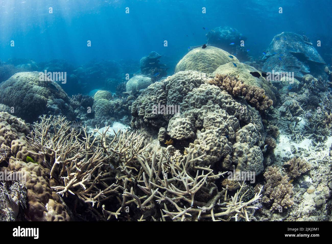 Beautiful and colorful coral reef photos taken under water at the Great ...