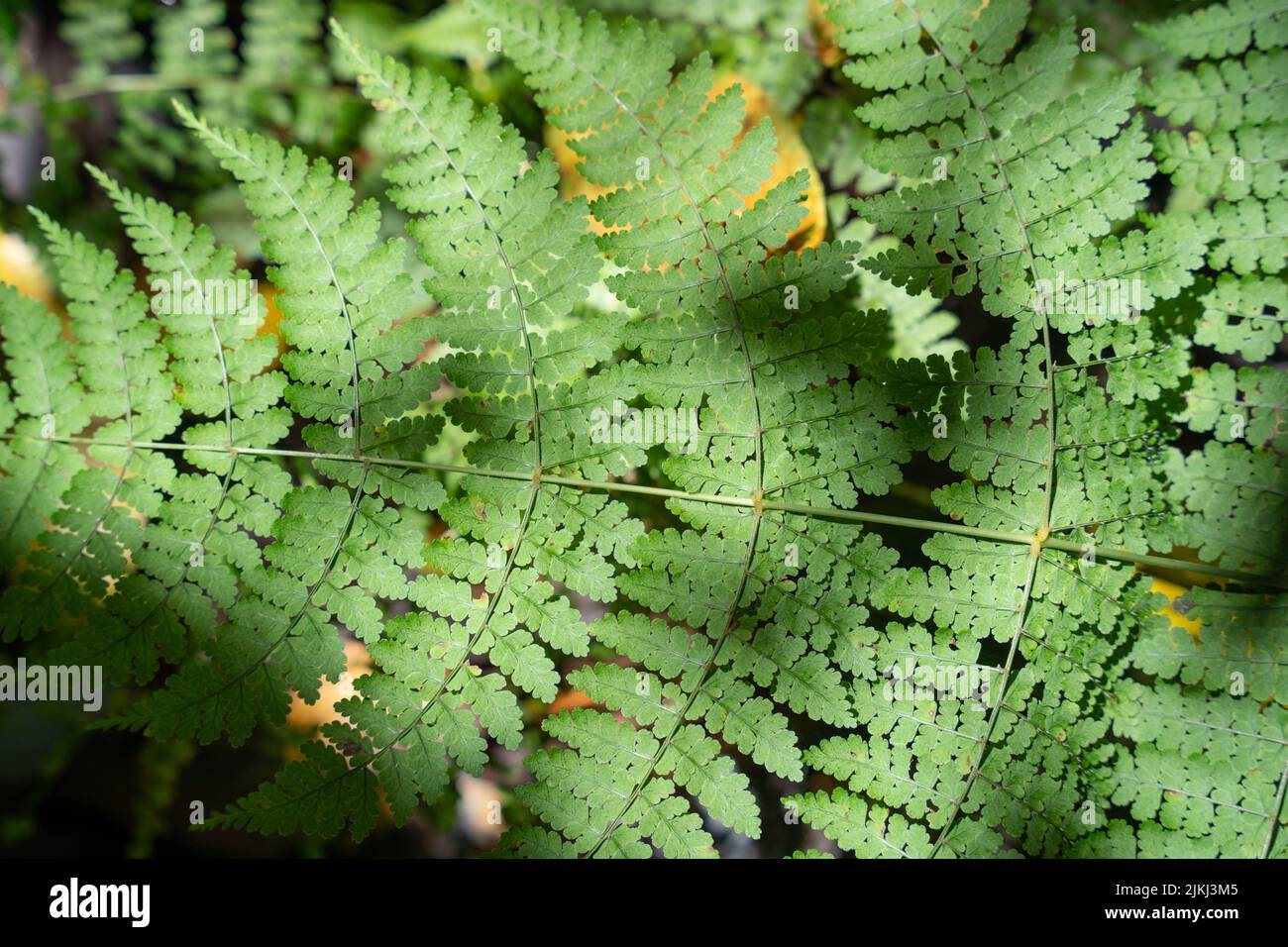 A top view of a growing fern plant Stock Photo - Alamy