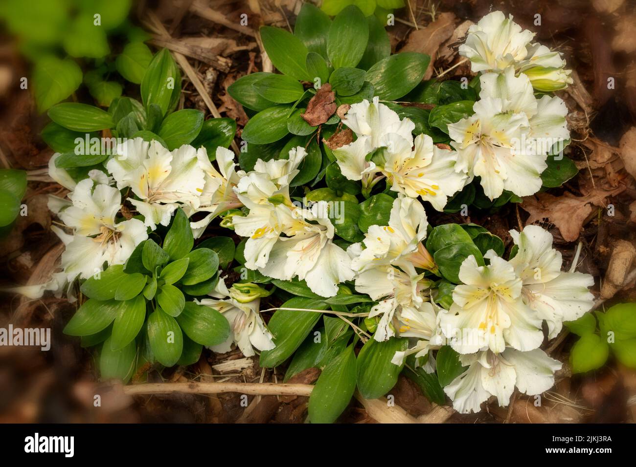 Prolific Alstroemeria Princess Claire (‘Zapriclair), Peruvian lily ...