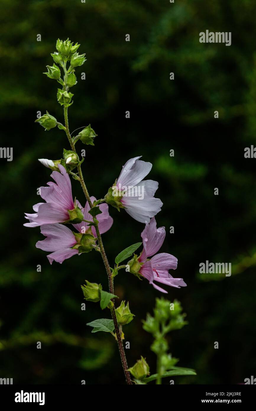 'Malva Moschata Pink' (musk mallow) flowers and buds Stock Photo - Alamy