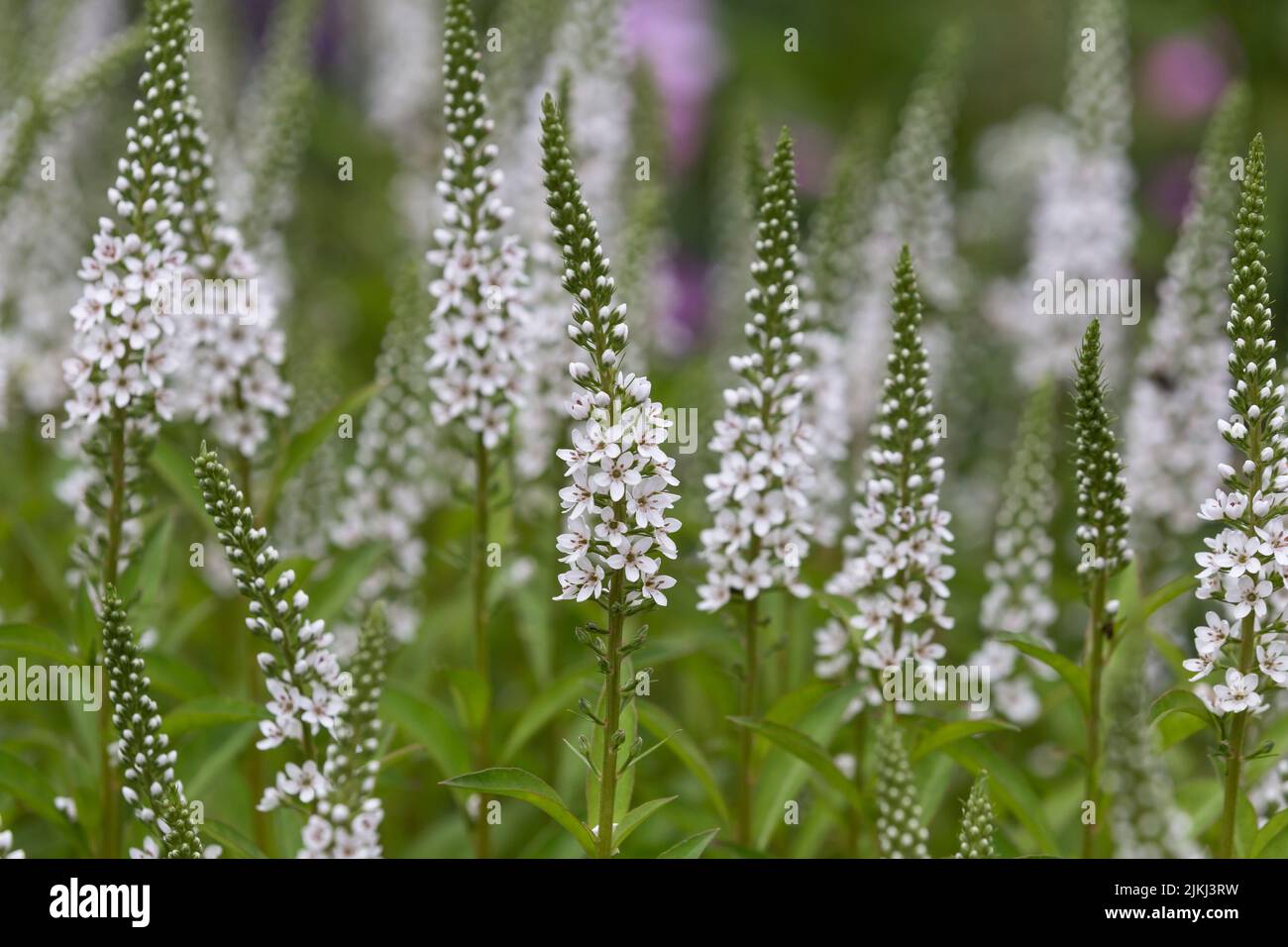 White Gooseneck Loosestrife in flower Stock Photo - Alamy