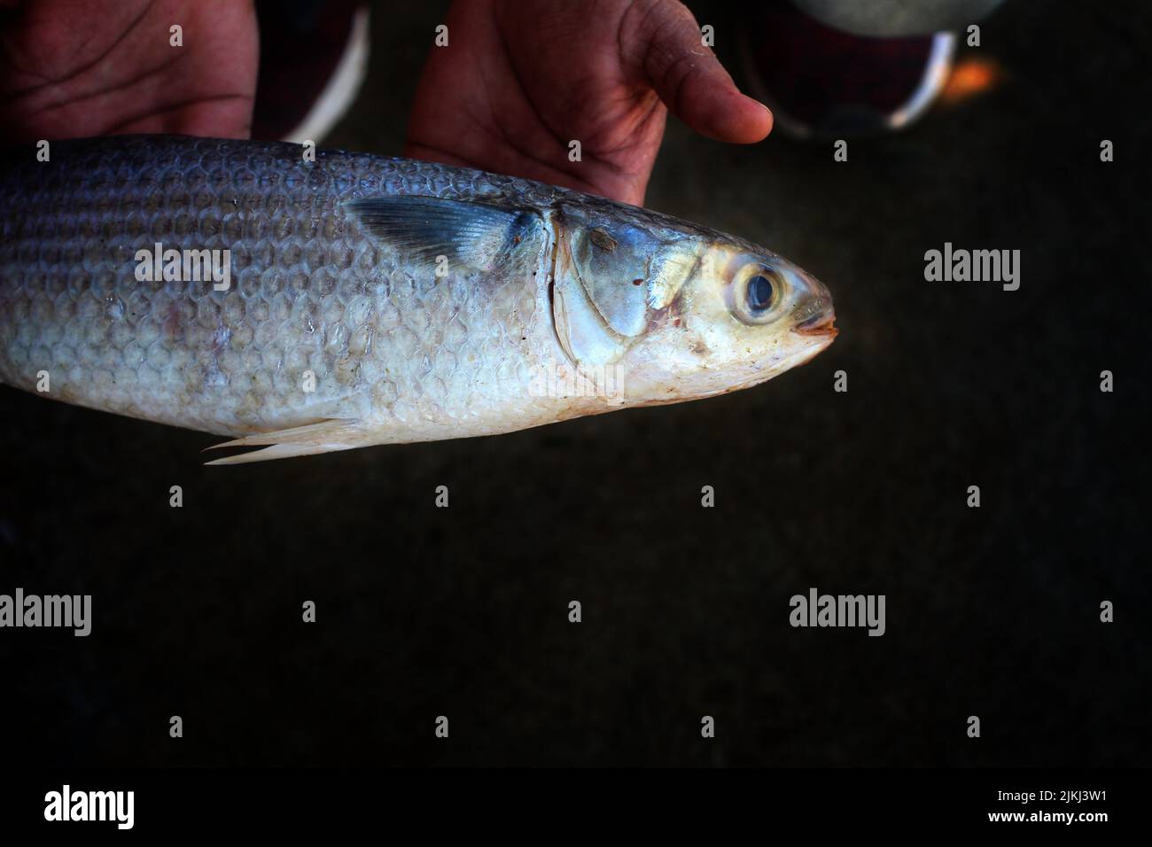 Big mugil mullet fish in hand in nice blur background Stock Photo - Alamy