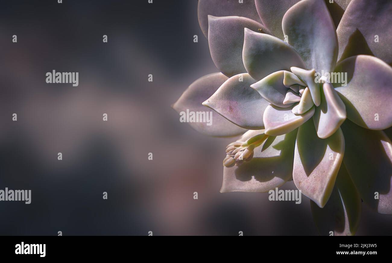 A close-up shot of a Ghost-plant grown in the garden in spring Stock ...