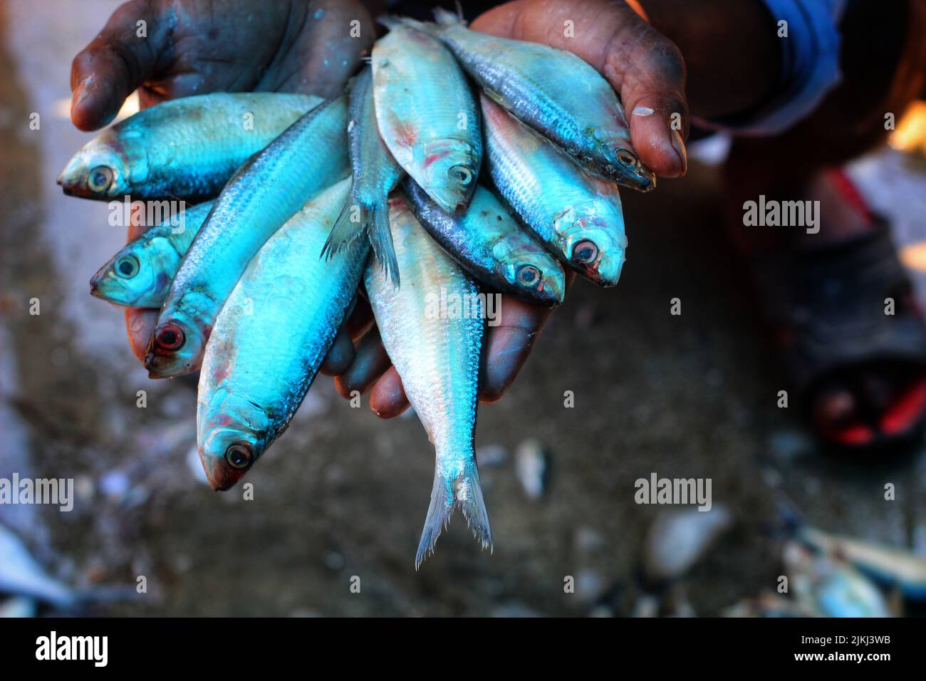 The fisherman hands holding freshly caught fish Stock Photo - Alamy