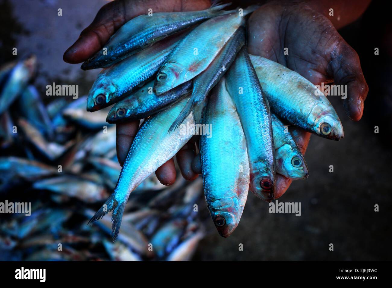 The fisherman hands holding freshly caught fish Stock Photo - Alamy