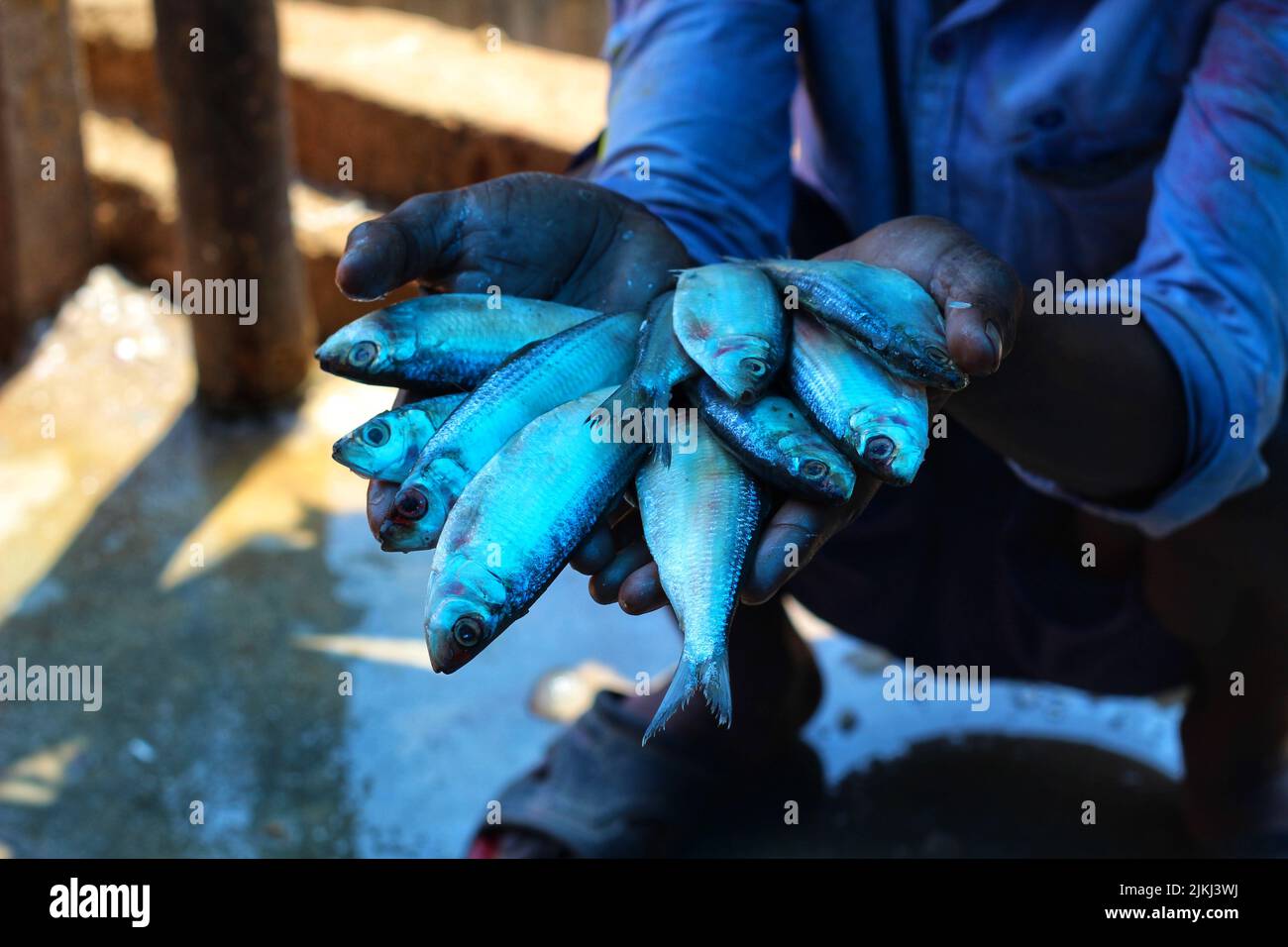 The fisherman hands holding freshly caught fish Stock Photo - Alamy