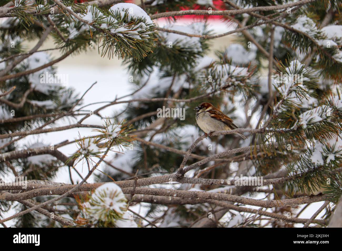 A scenic shot of a snowy tree branch and a bird in the forest in Banff ...