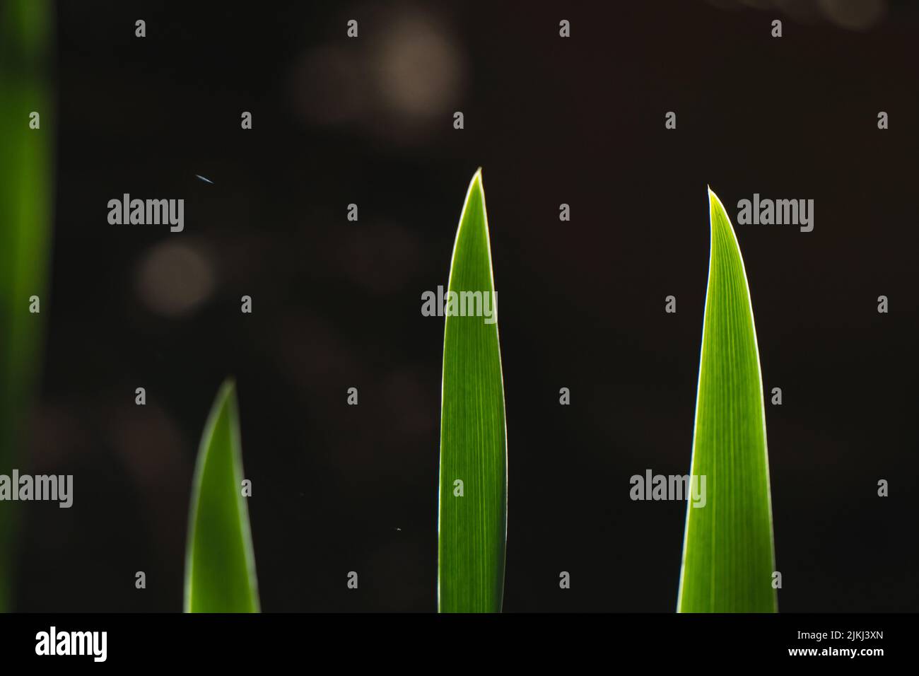 Dark vegetation background hi-res stock photography and images - Alamy