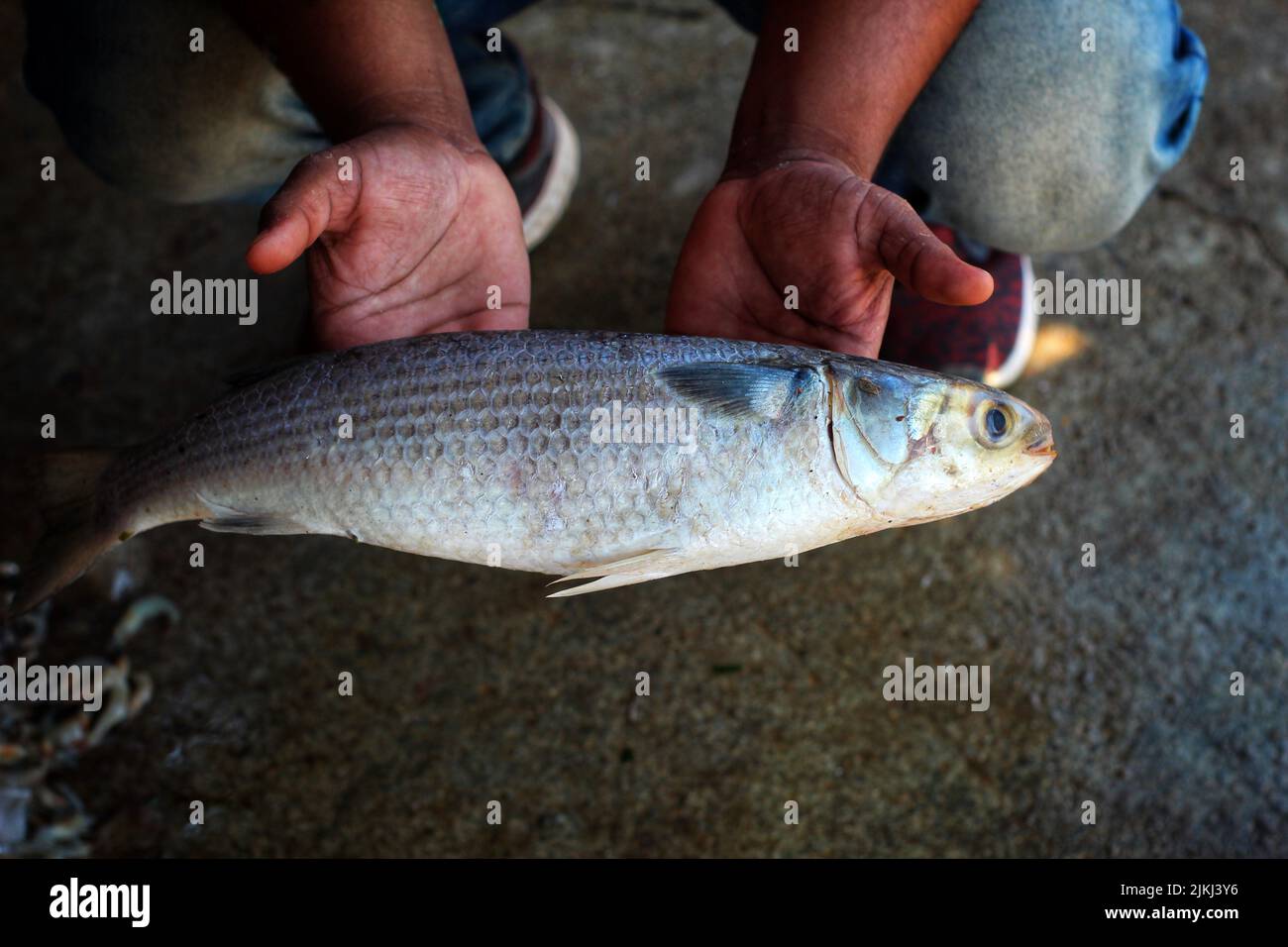 Big mugil mullet fish in hand in nice blur background Stock Photo - Alamy