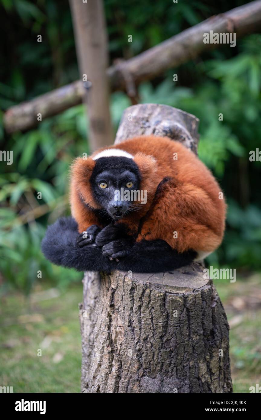 A red lemur in Artis Zoo in Amsterdam, Netherlands Stock Photo - Alamy