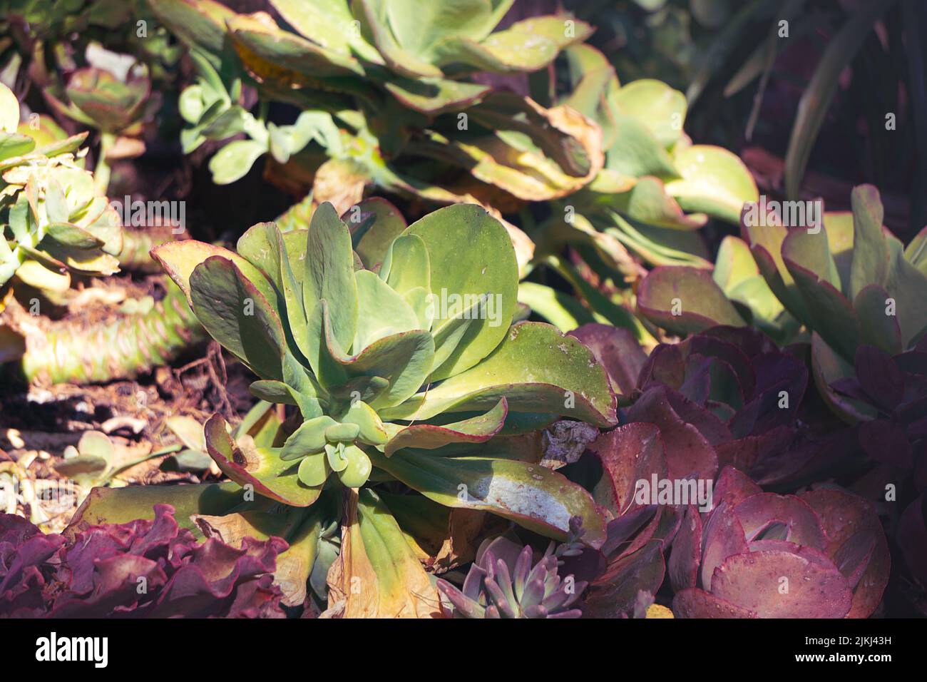 Pigs ear plant hi-res stock photography and images - Alamy