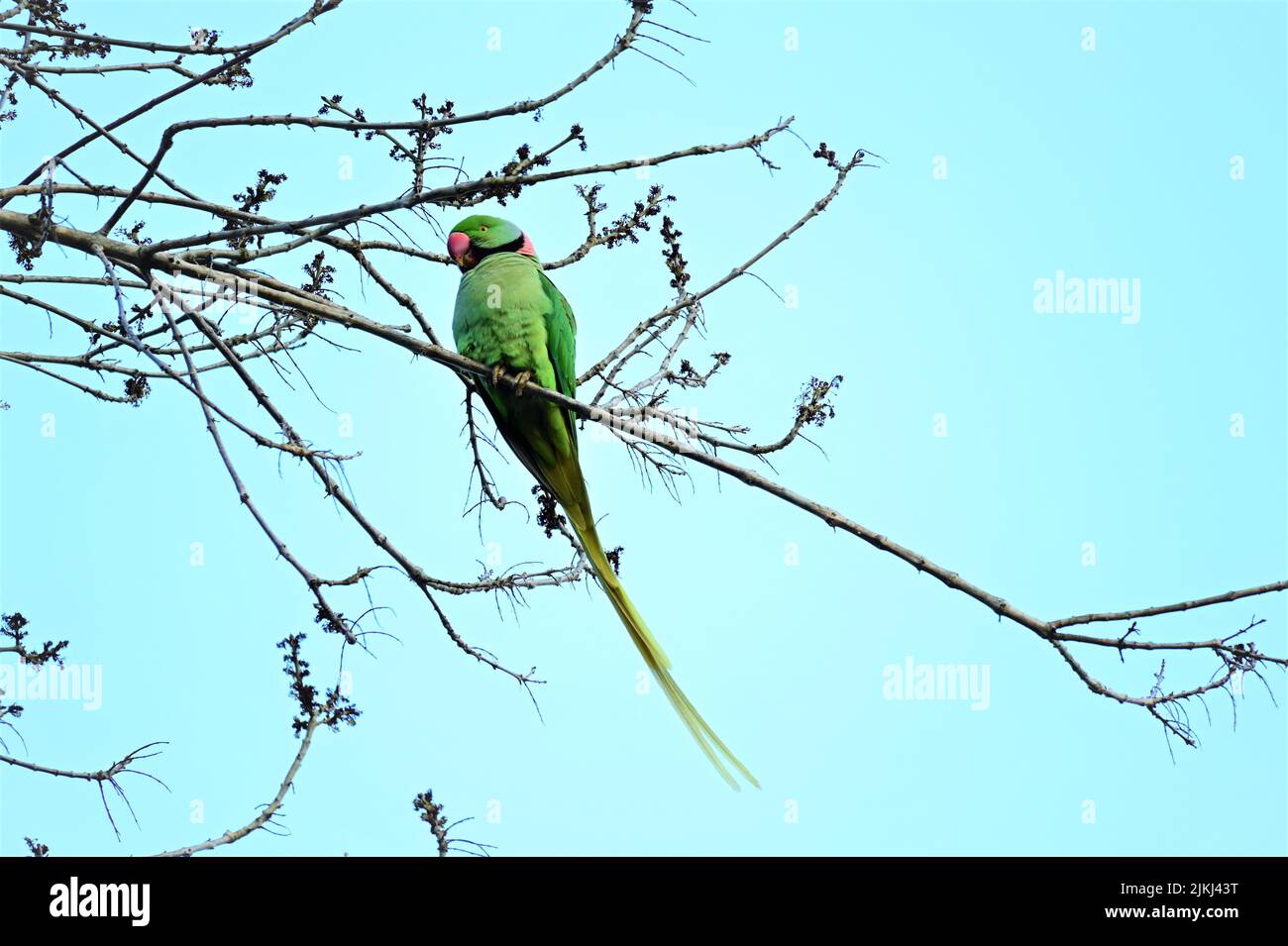 The rose-ringed parakeet, also known as the ring-necked parakeet, is a ...