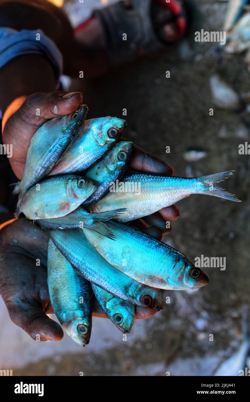 The fisherman hands holding freshly caught fish Stock Photo - Alamy