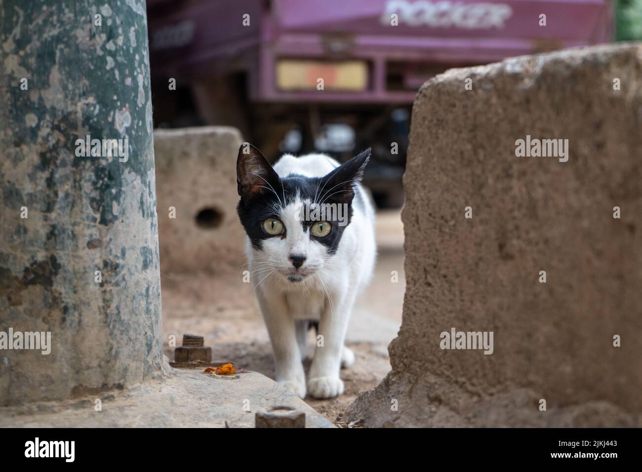 Black and white cat approaching the photographer outdoors Stock Photo ...