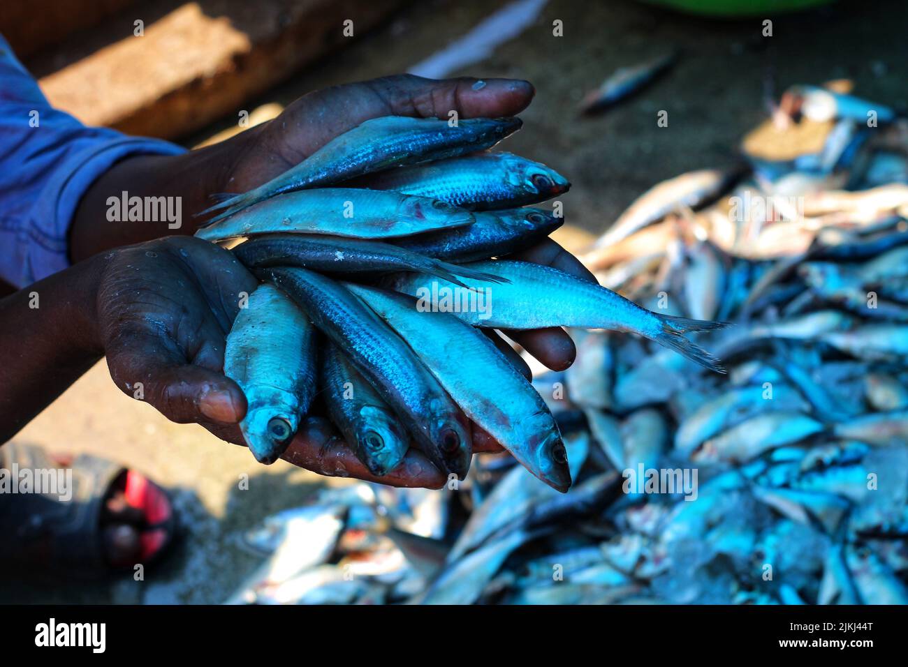 The fisherman hands holding freshly caught fish Stock Photo - Alamy