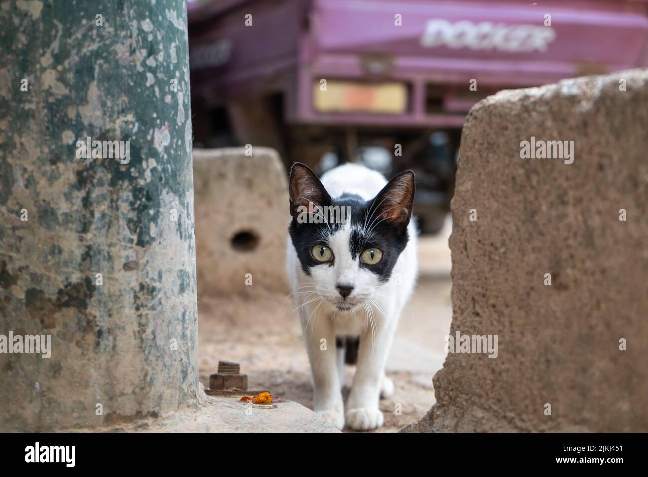 Black and white cat approaching the photographer outdoors Stock Photo ...
