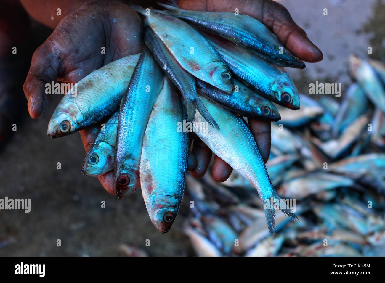 The fisherman hands holding freshly caught fish Stock Photo - Alamy