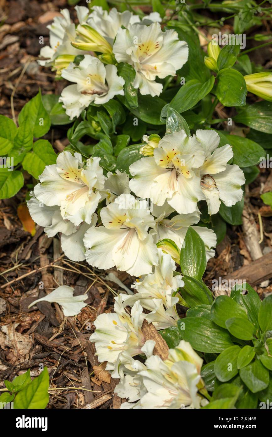 Prolific Alstroemeria Princess Claire (‘Zapriclair), Peruvian lily ...