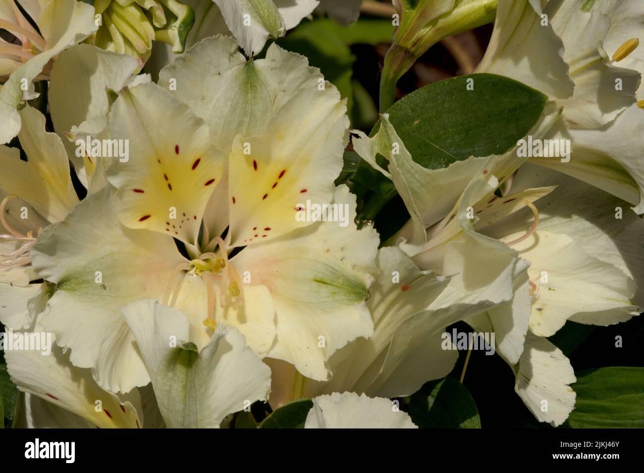 Prolific Alstroemeria Princess Claire (‘Zapriclair), Peruvian lily ...