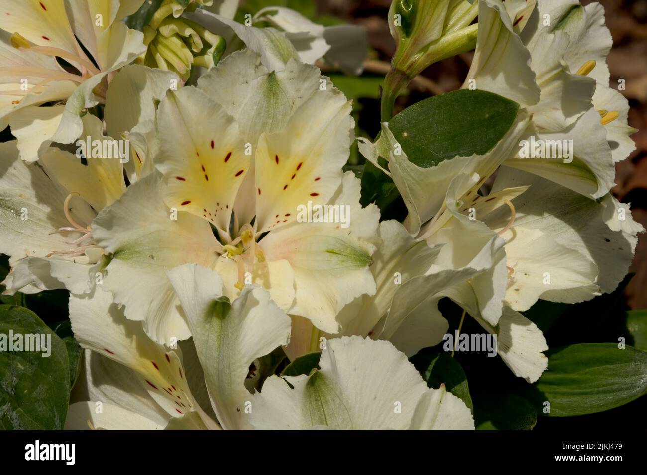 Prolific Alstroemeria Princess Claire (‘Zapriclair), Peruvian lily ...