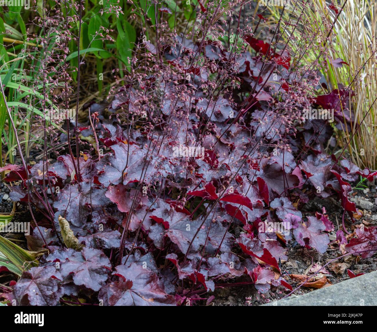 Heuchera 'Palace Purple', also known as 'Coral Bells' Stock Photo - Alamy