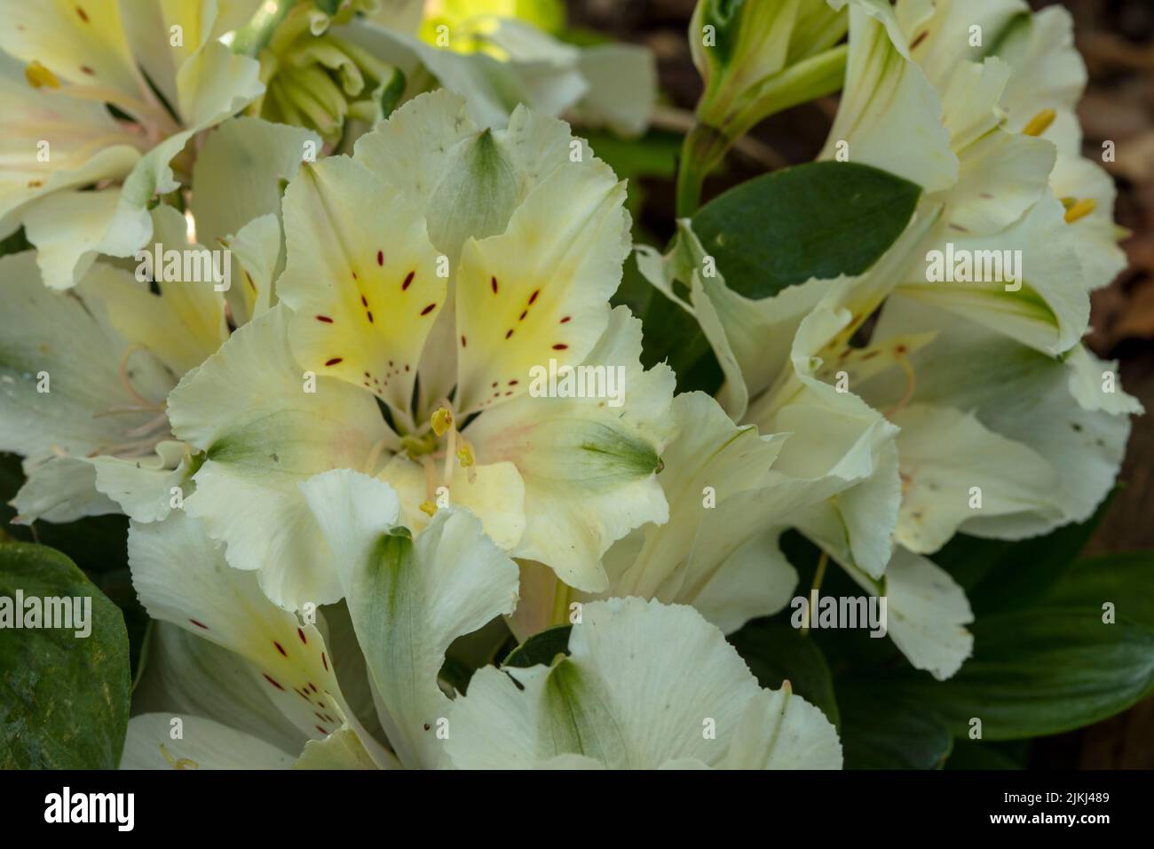 Prolific Alstroemeria Princess Claire (‘Zapriclair), Peruvian lily ...