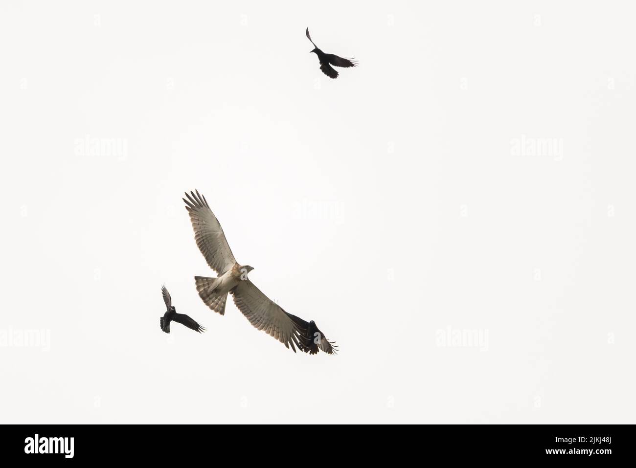 A low angle shot of flying short-toed snake eagle (Circaetus gallicus ...