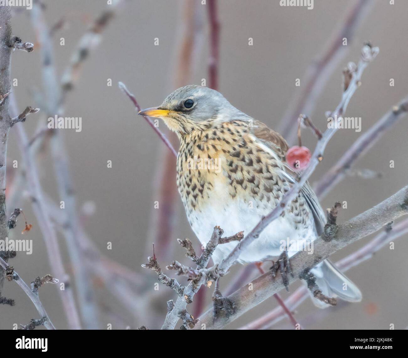 a close up shot of fieldfare bird on a tree branch Stock Photo - Alamy
