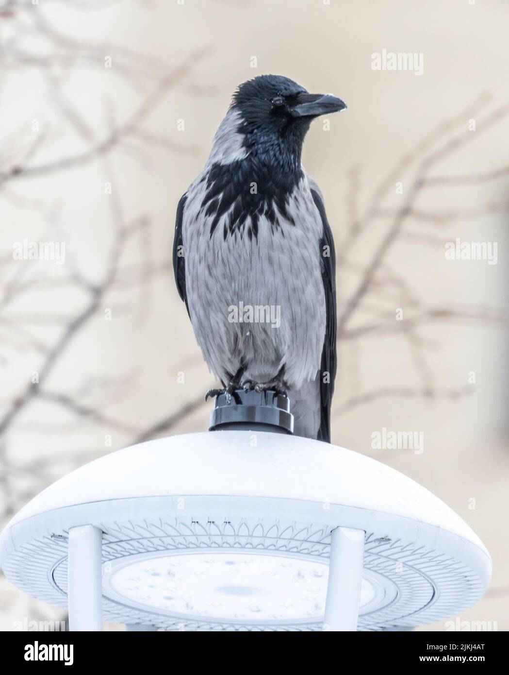 Wildlife crow shot hi-res stock photography and images - Alamy