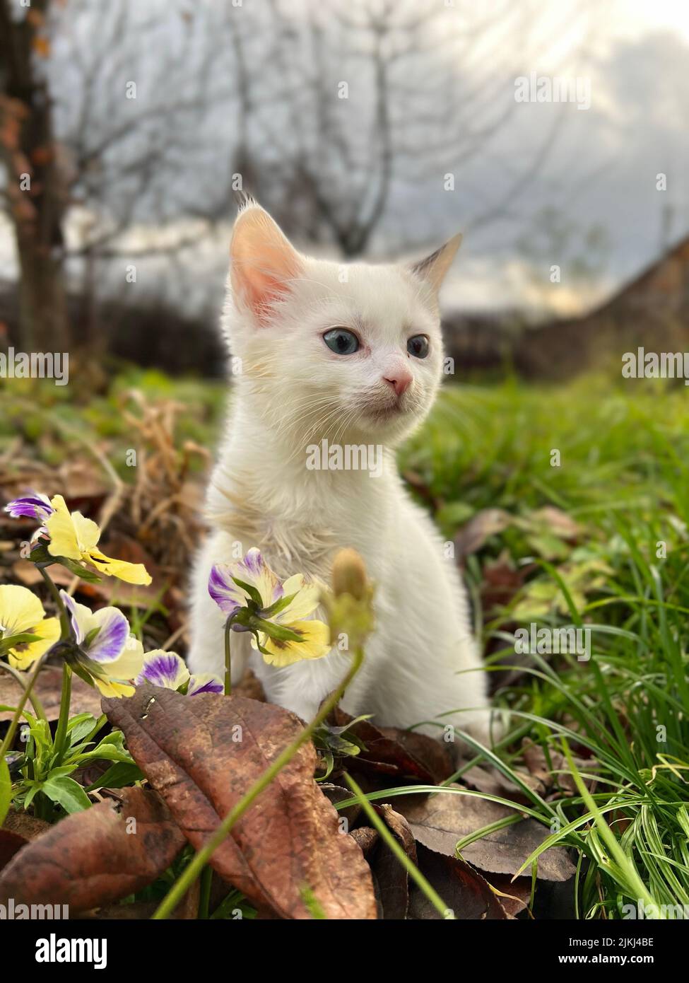 Khao manee cat breed hi-res stock photography and images - Alamy