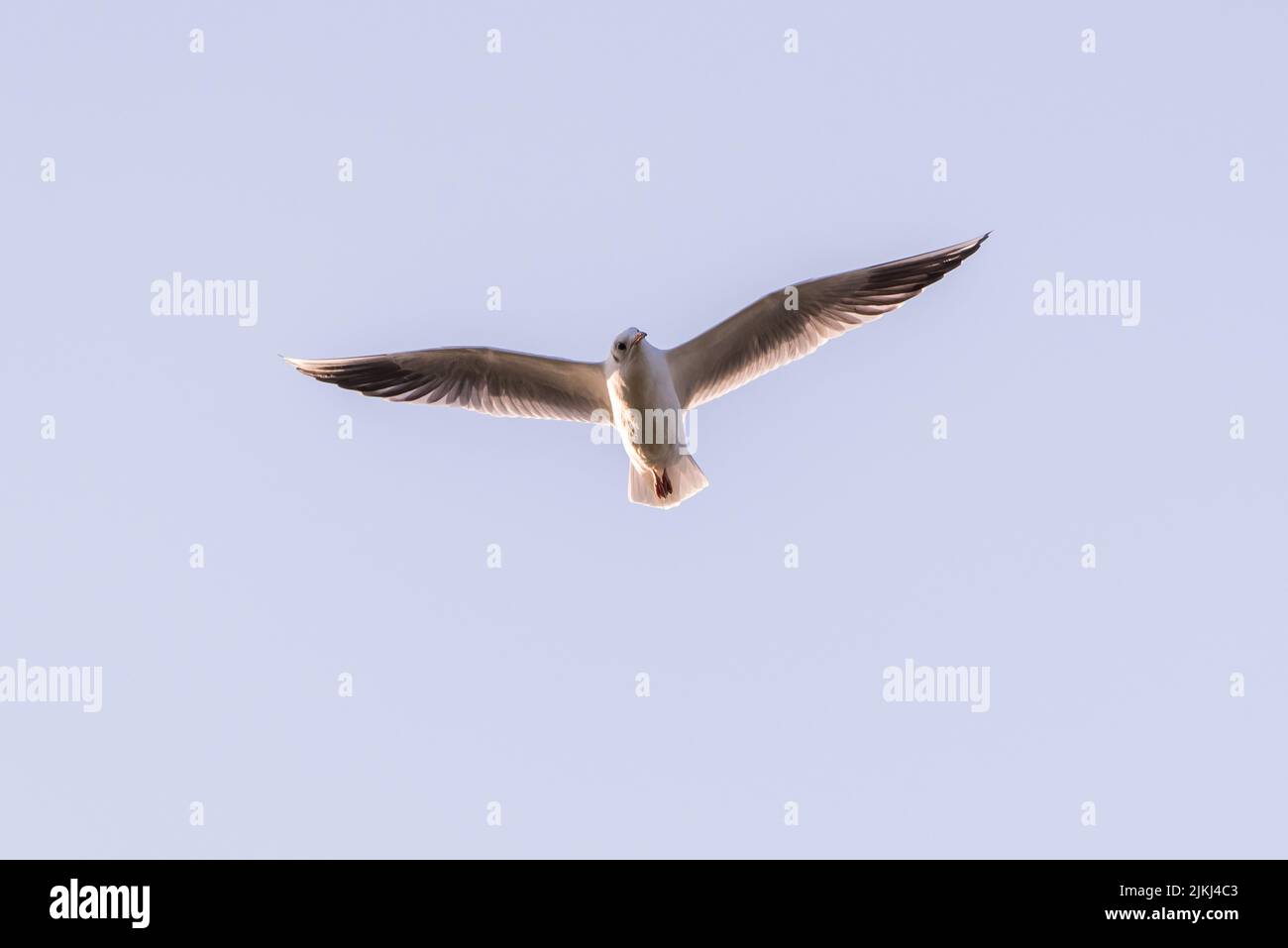 A low angle of flying seagulls on a clear sky background Stock Photo ...
