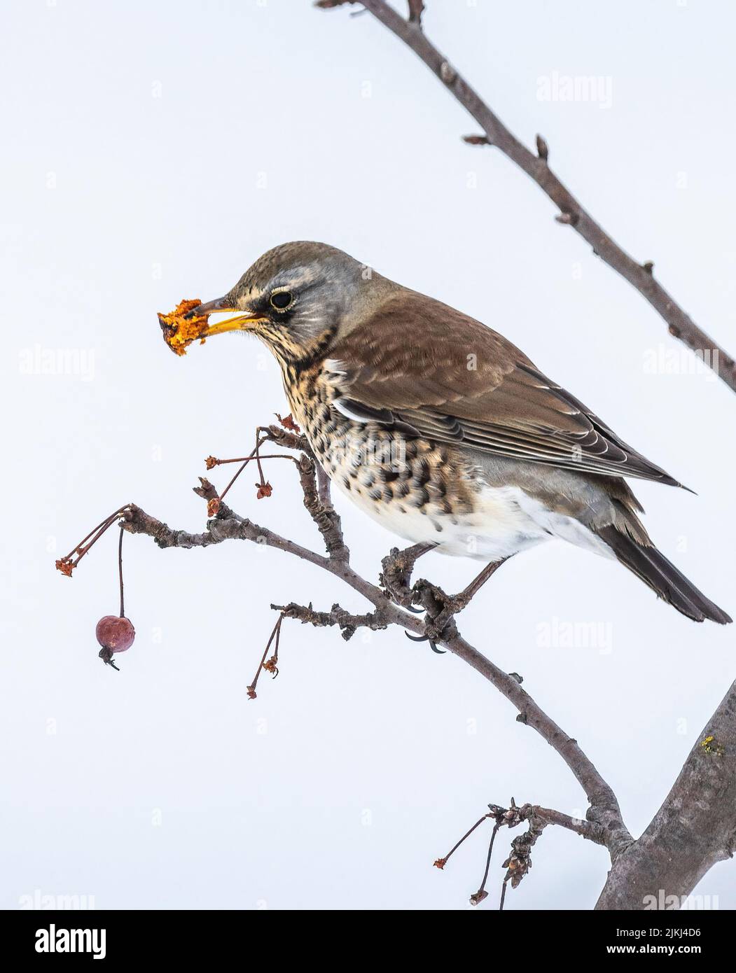 a vertical shot of Fieldfare bird on a tree branch Stock Photo - Alamy