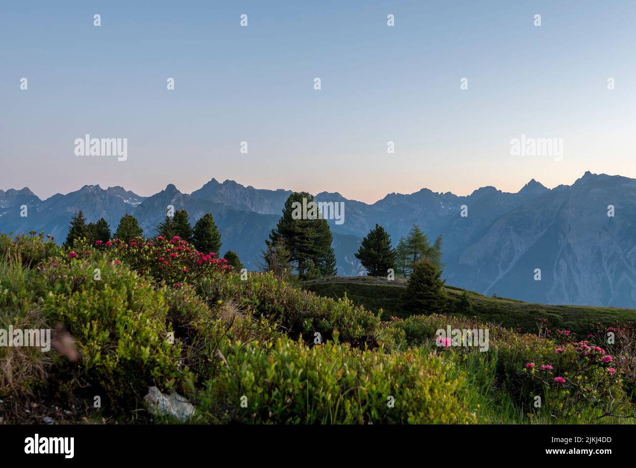 Alps, blooming alpine roses, dawn, long distance hiking trail E5, Zams ...