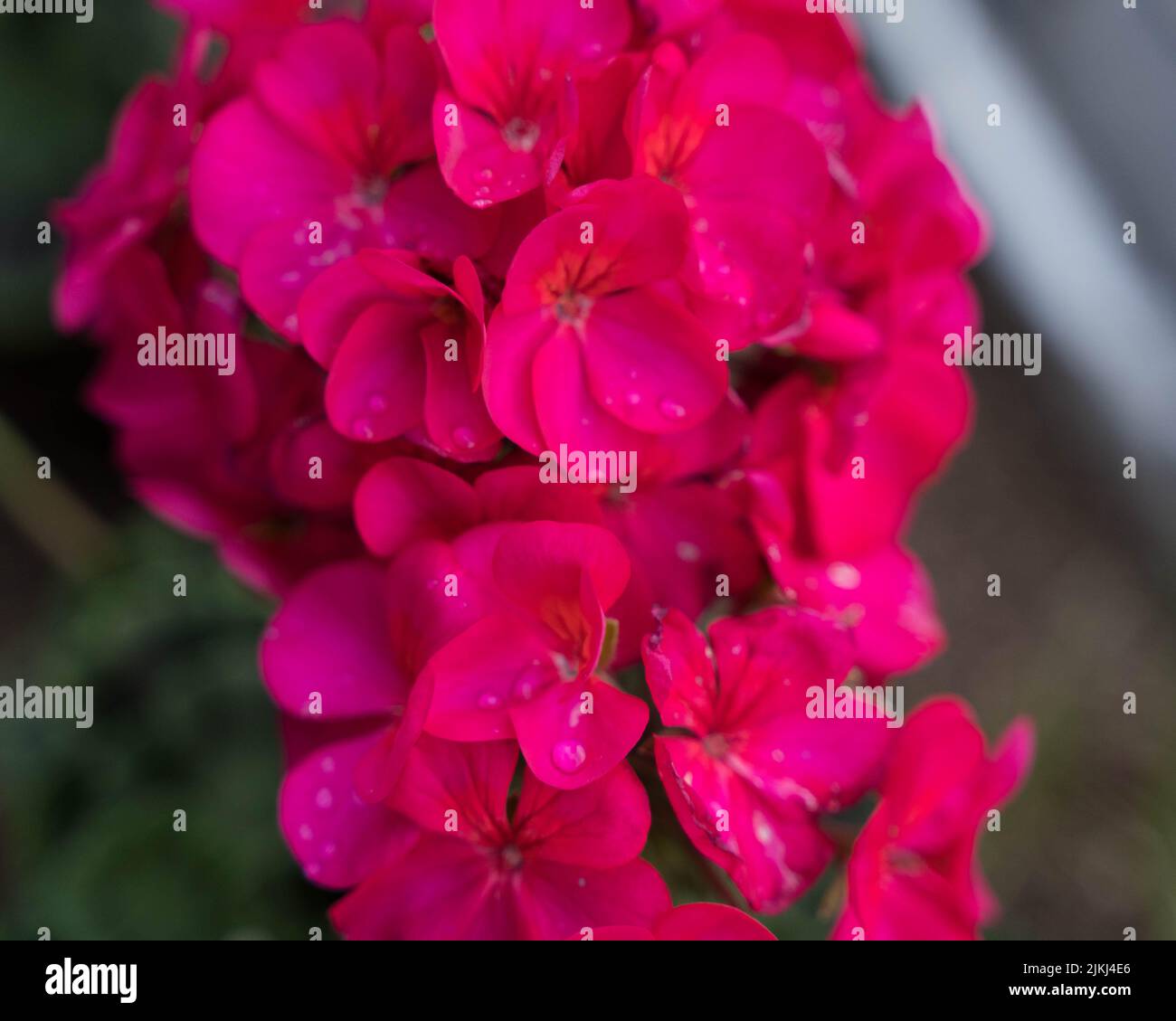 a close up shot of pink Crane's-bill plant Stock Photo - Alamy