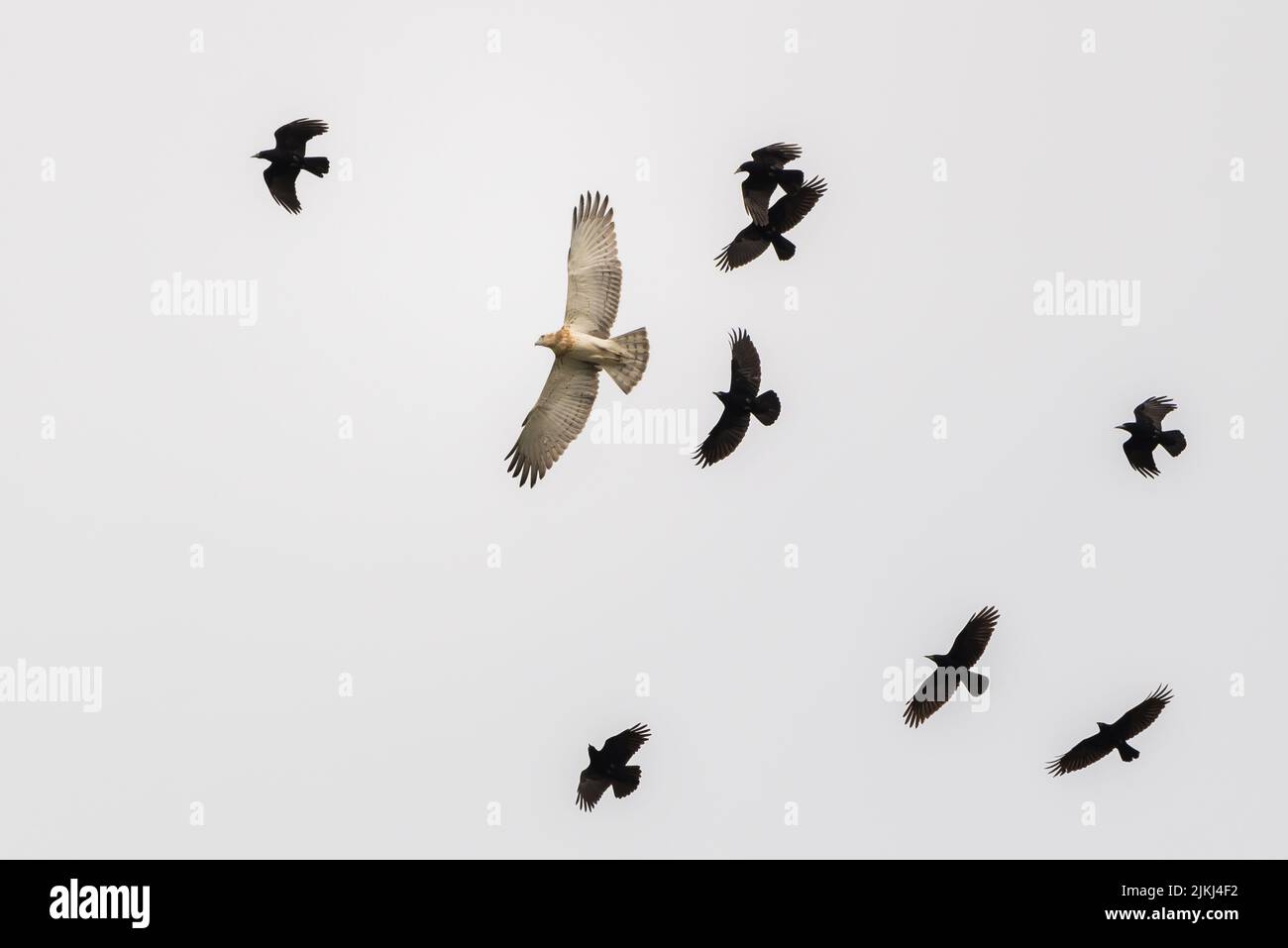 A low angle shot of flying short-toed snake eagle (Circaetus gallicus ...