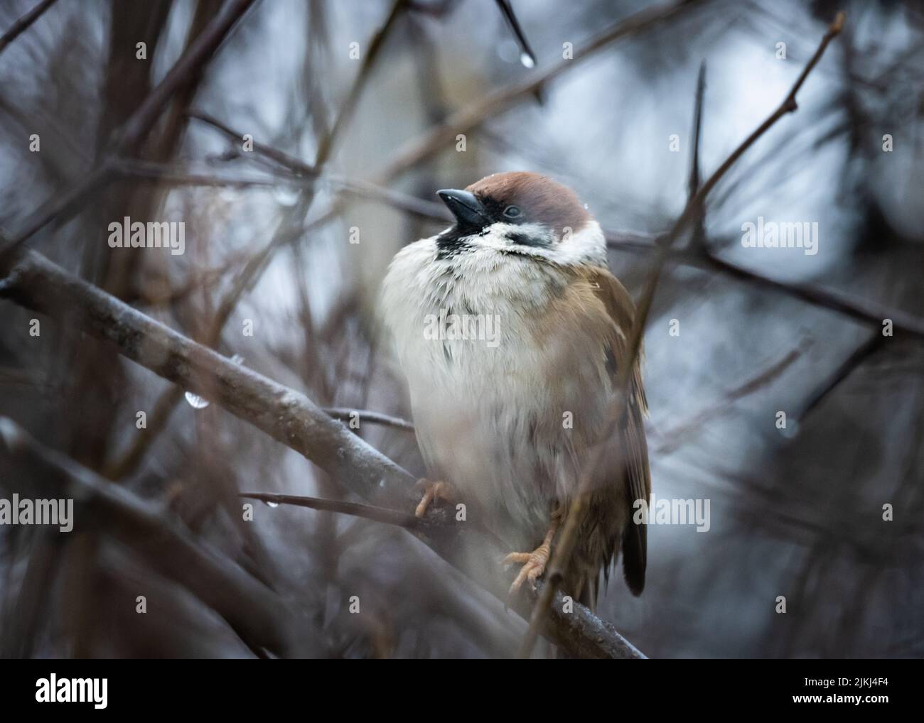 A low angle shot of flying short-toed snake eagle (Circaetus gallicus ...