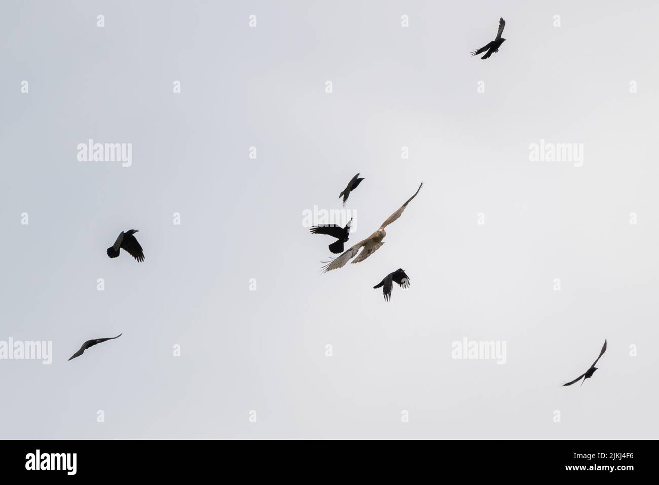 A low angle shot of flying short-toed snake eagle (Circaetus gallicus ...