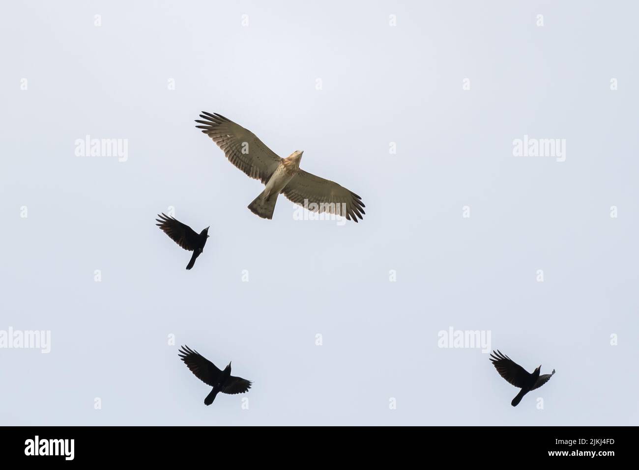 A low angle shot of flying short-toed snake eagle (Circaetus gallicus ...
