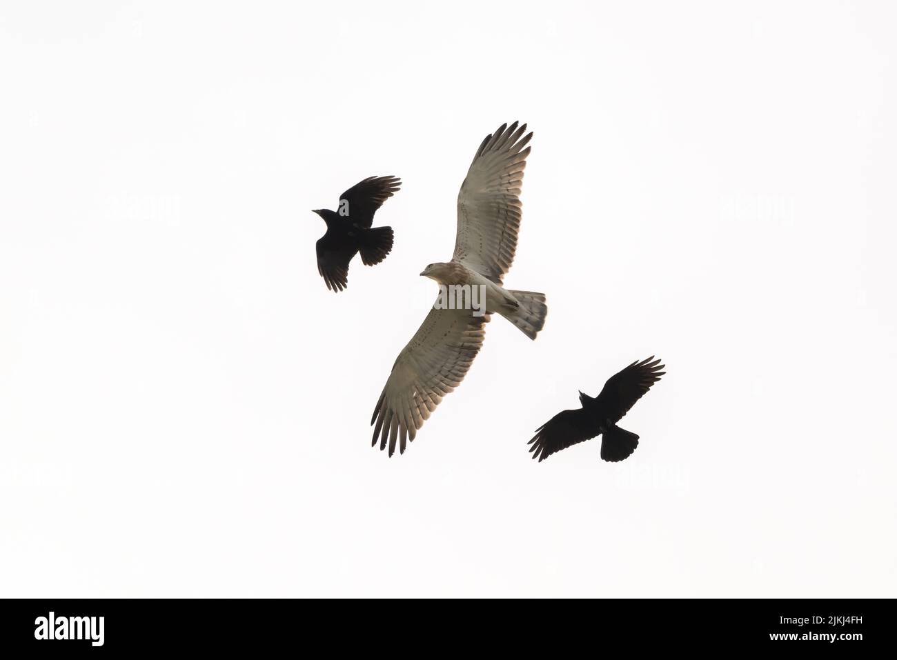 A low angle shot of flying short-toed snake eagle (Circaetus gallicus ...