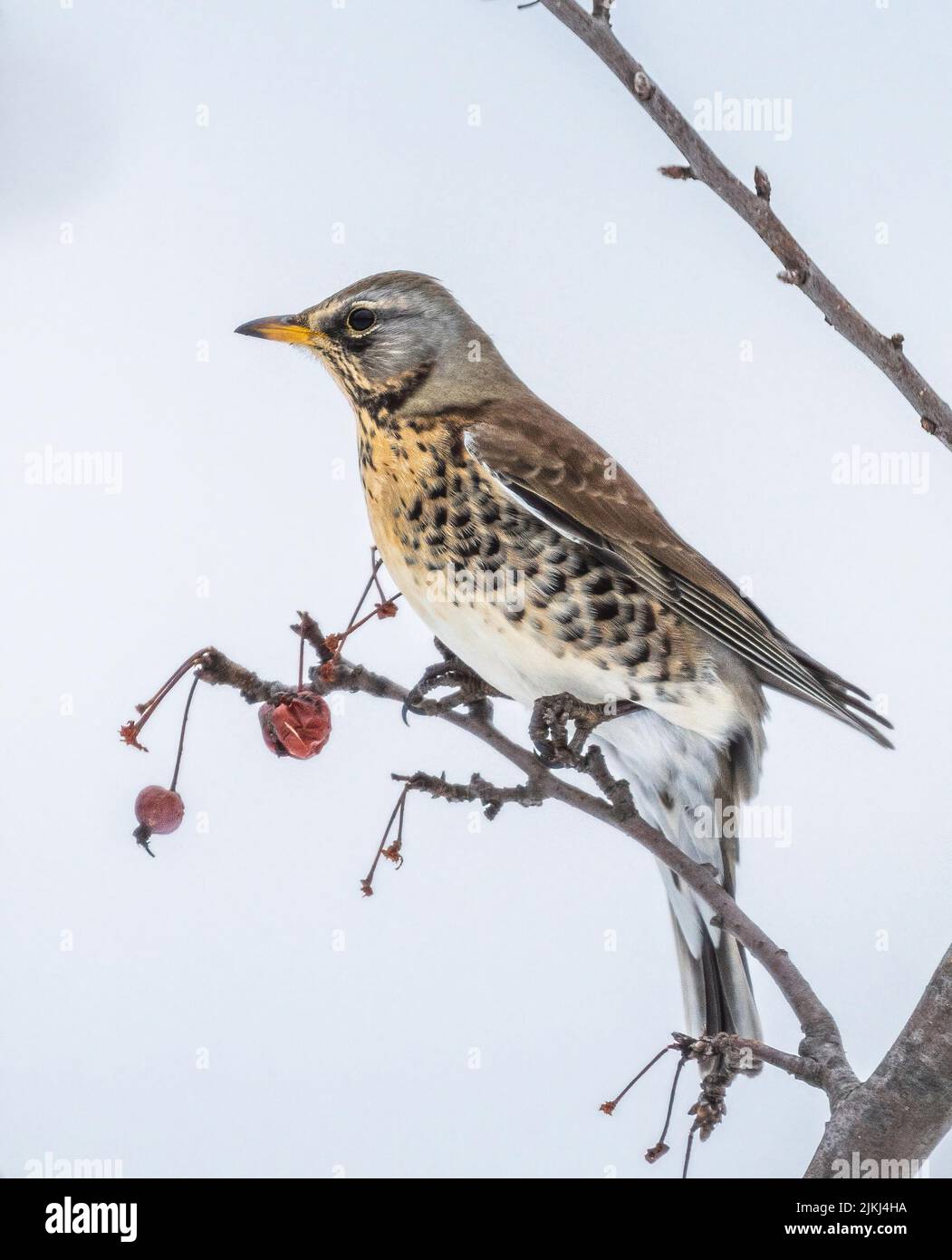 a vertical shot of Fieldfare bird on a tree branch Stock Photo - Alamy