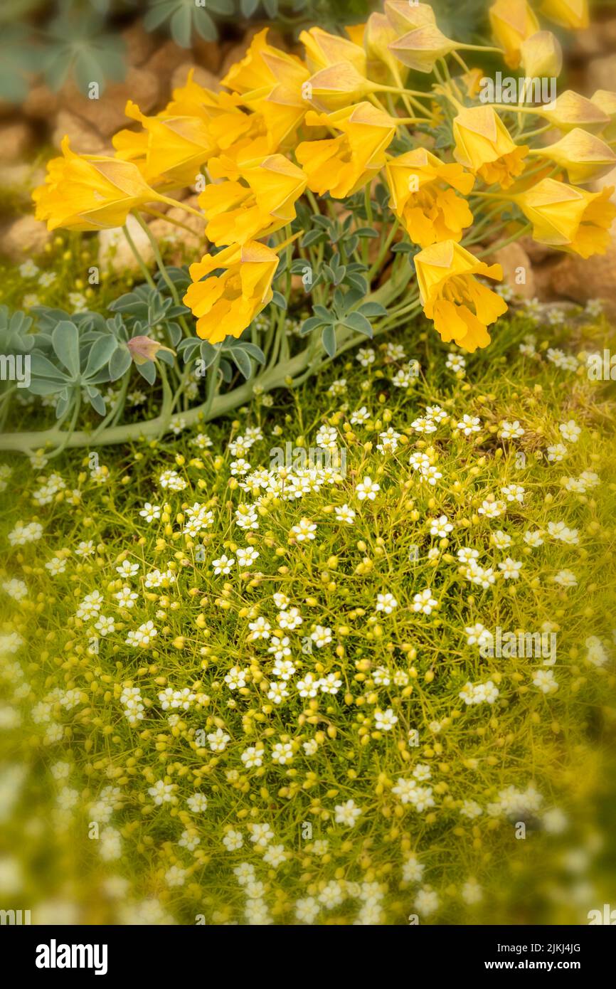 Prolific Tropaeolum polyphyllum, yellow lark's heels, interesting ...