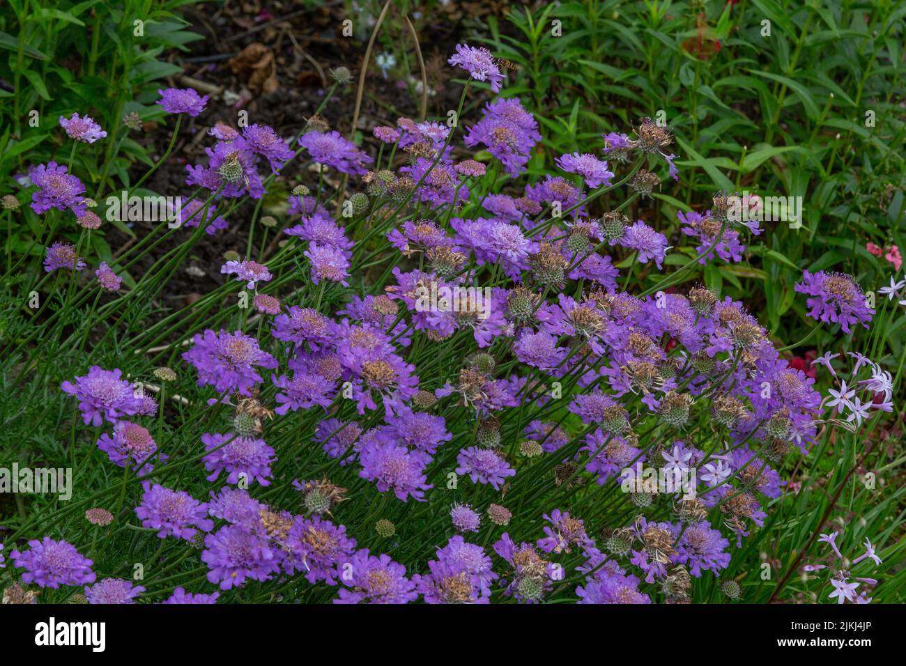 Purple Scabious (scabiosa) 'butterfly blue' flowers Stock Photo - Alamy