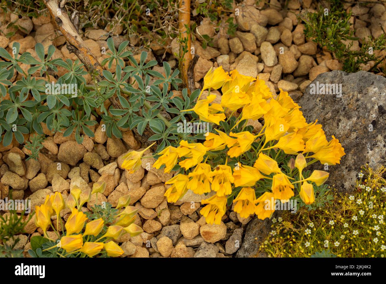 Indian rock bee hi-res stock photography and images - Alamy