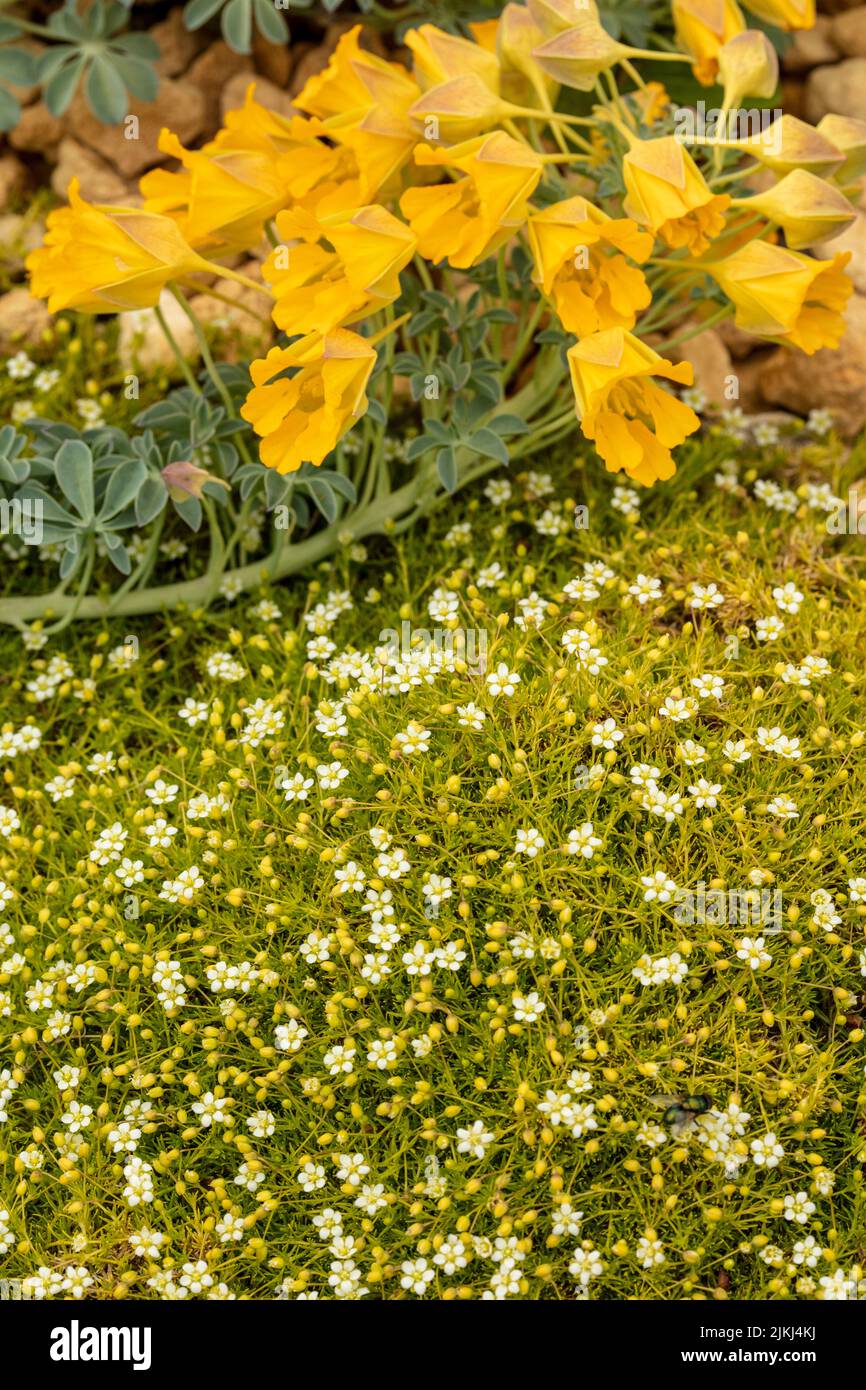 Prolific Tropaeolum polyphyllum, yellow lark's heels, interesting ...