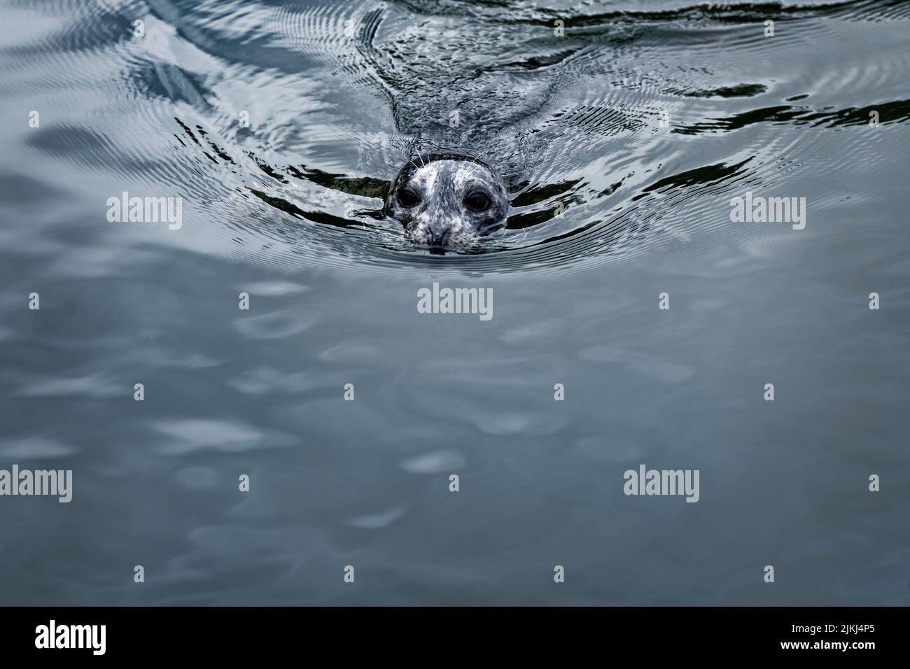 An adorable grey harbor seal swimming in the water Stock Photo - Alamy