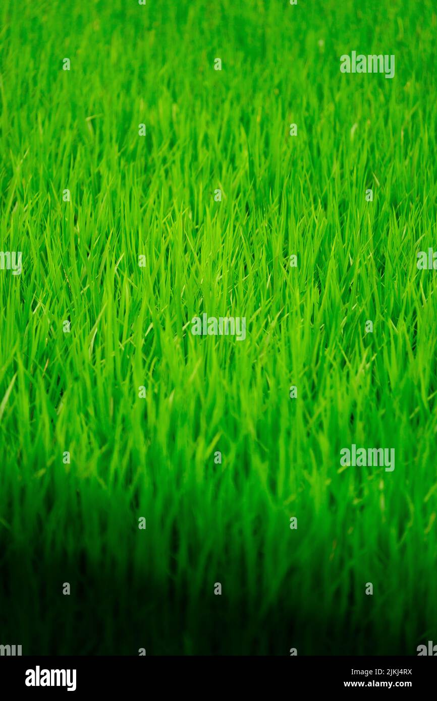 A closeup shot of the green grass of the farm on a sunny day in Langde ...
