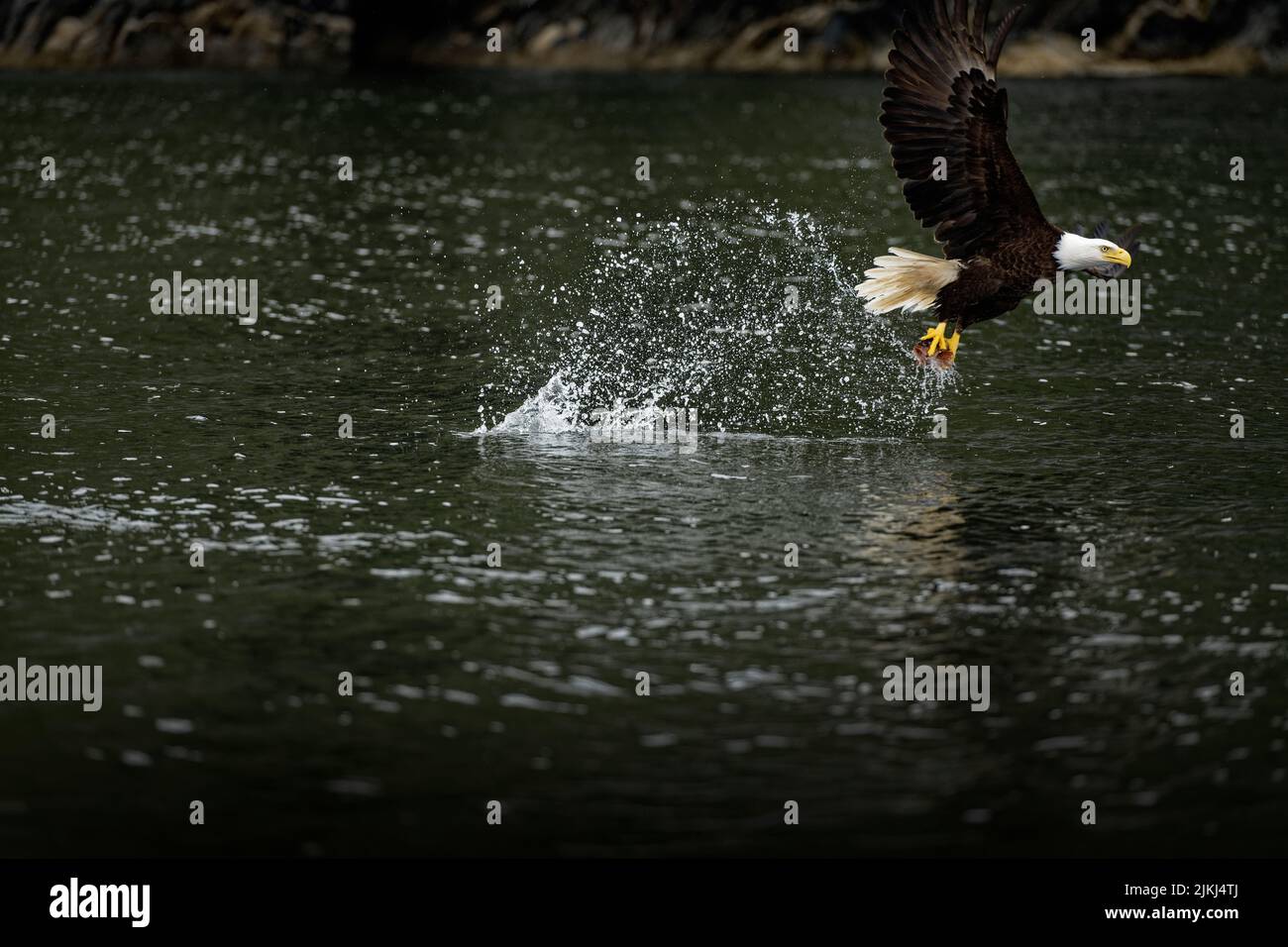 A bald eagle in flight with a fresh caught fish in its talons splashing ...