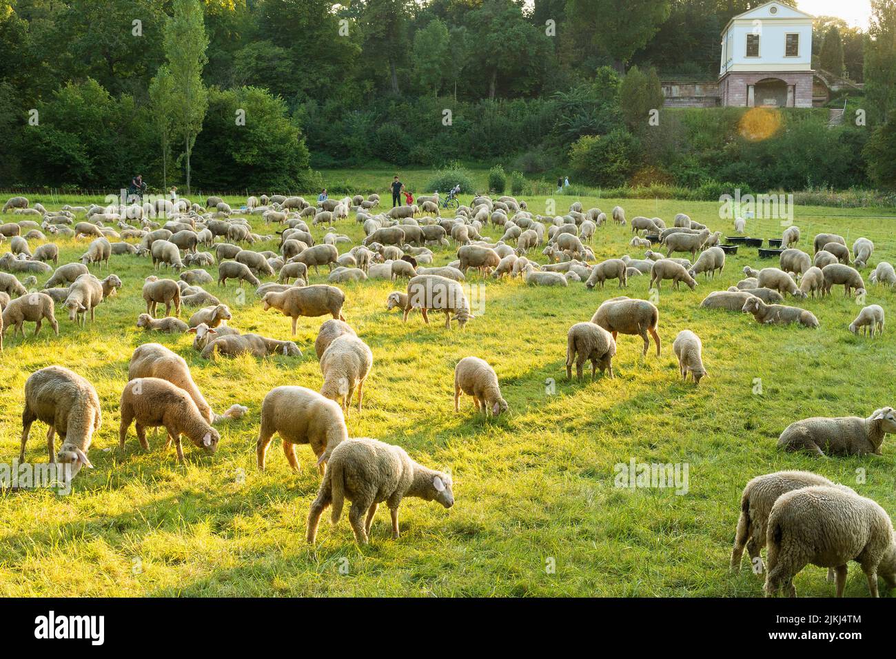 Weimar, Thuringia, park at the river Ilm, flock of sheep in backlight ...